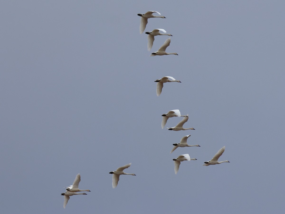 eBird Checklist - 8 Mar 2025 - Swan Harbor Farm Park - 34 species (+2 ...
