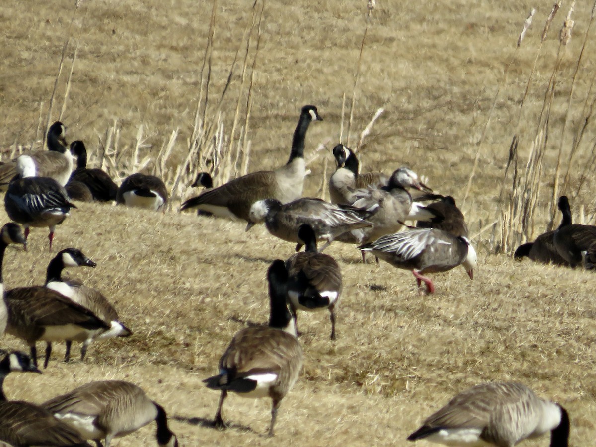 ML631808696 - Snow Goose - Macaulay Library