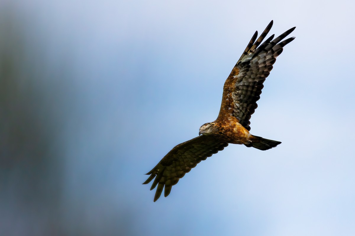 eBird Checklist - 8 Mar 2025 - Beecroft Weapons Range - 12 species