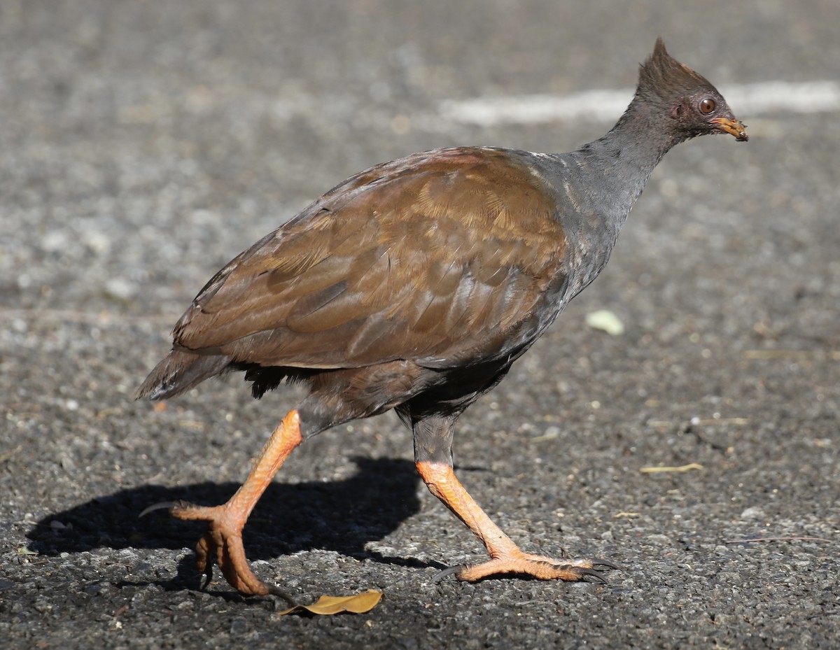 ML631812031 - Orange-footed Megapode - Macaulay Library