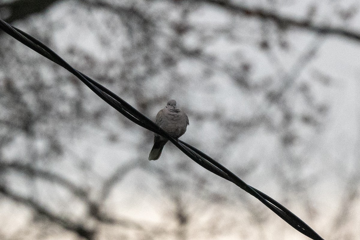 Pennsylvania Bird Atlas Checklist - 8 Mar 2025 - stakeout Eurasian ...