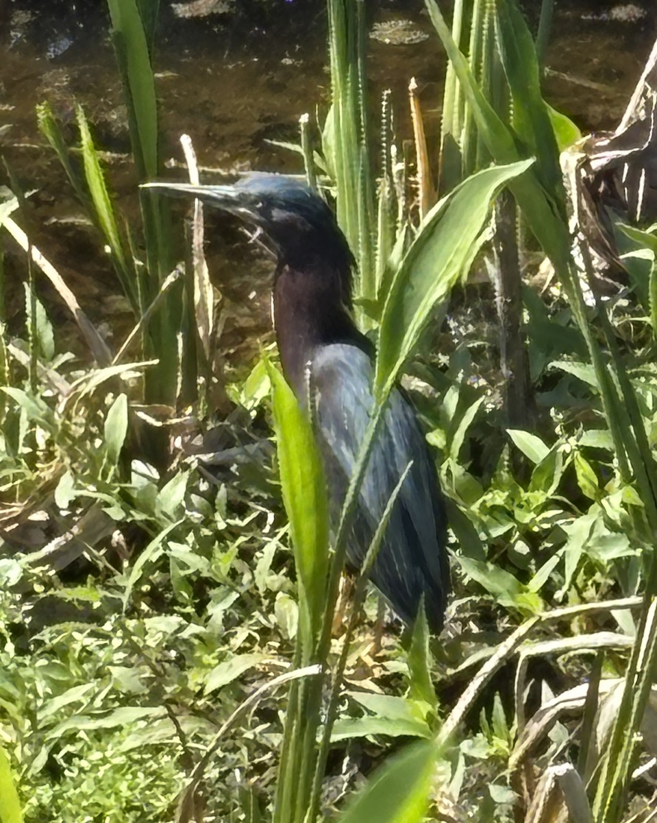 ML631815372 - Tricolored Heron - Macaulay Library