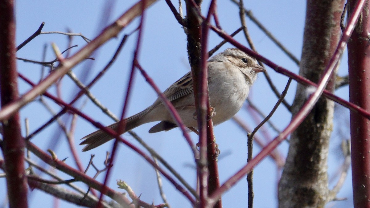 eBird Checklist - 8 Mar 2025 - Sauvie Island--Rentenaar Rd. - 45 ...