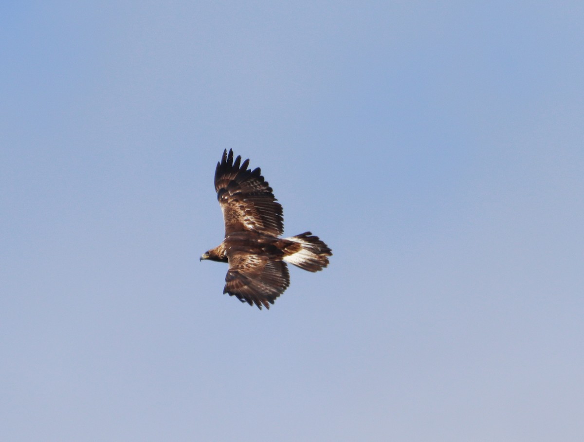 eBird Checklist - 8 Mar 2025 - Prairie Lane Wetlands (historical) - 52 ...