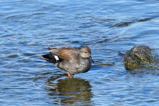 eBird Checklist - 8 Mar 2025 - Toronto--Colonel Samuel Smith Park - 20 ...
