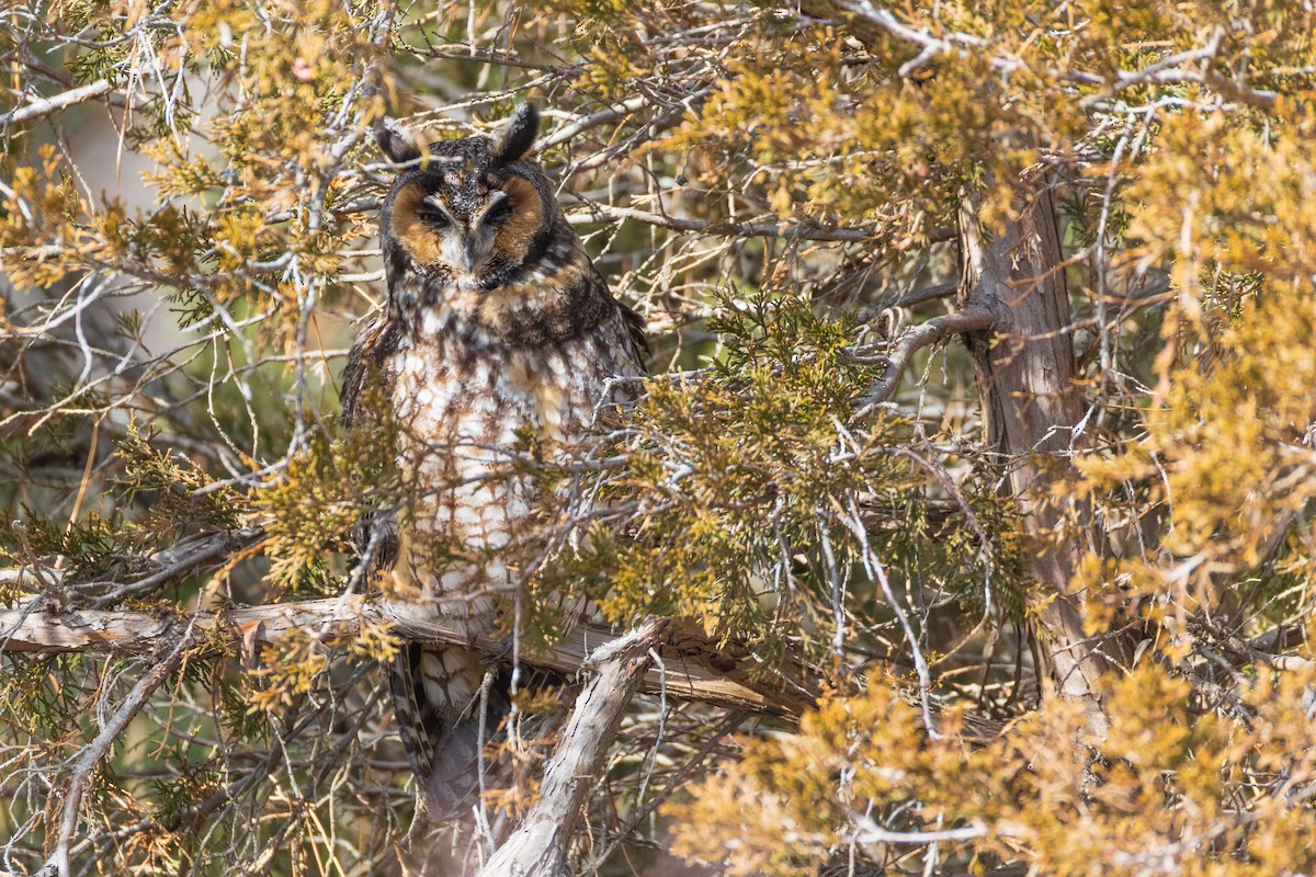 ML631818948 - Long-eared Owl - Macaulay Library