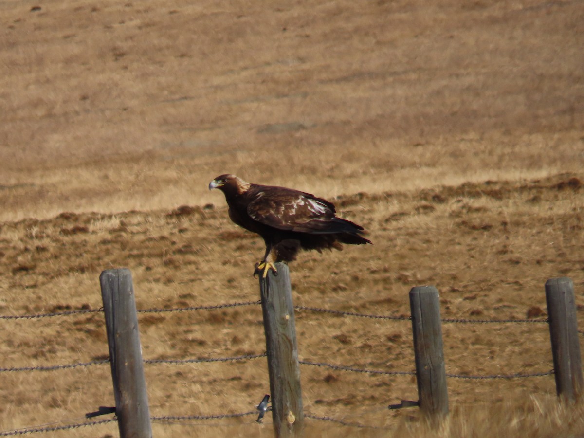 eBird Checklist - 7 Mar 2025 - Grand Valley Road (between Township Rd ...