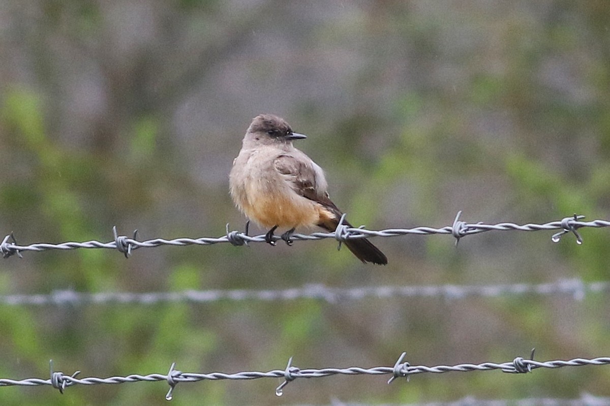 eBird Checklist - 8 Mar 2025 - Alazan Bayou WMA - 18 species