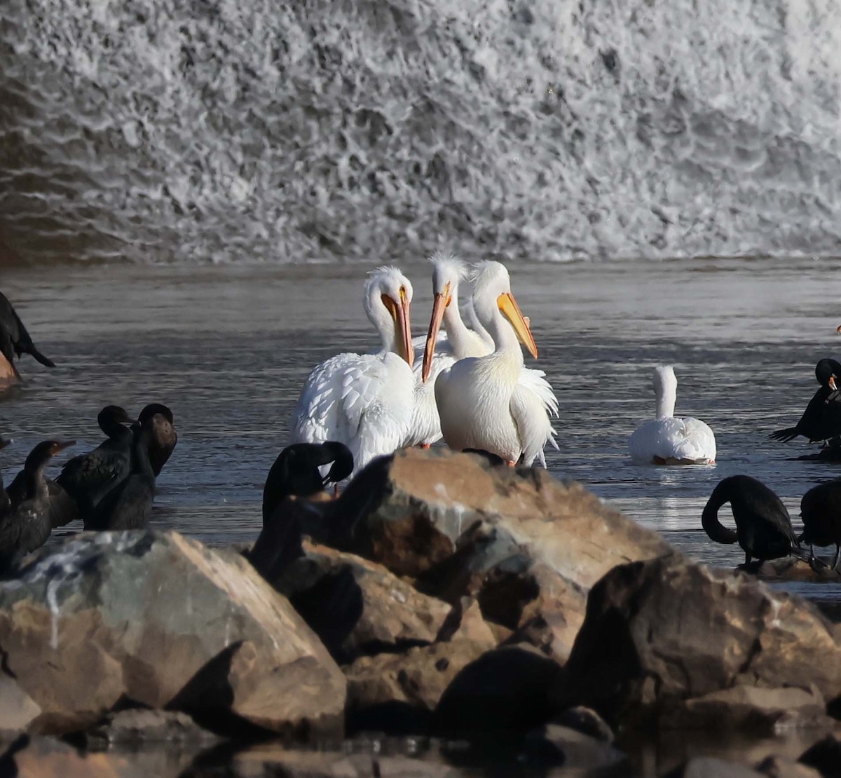eBird Checklist - 8 Mar 2025 - High Rock Dam - 8 species