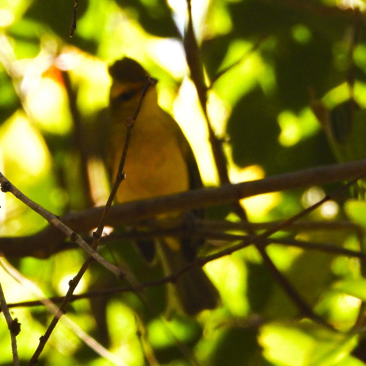 ML631825308 - Golden Vireo - Macaulay Library