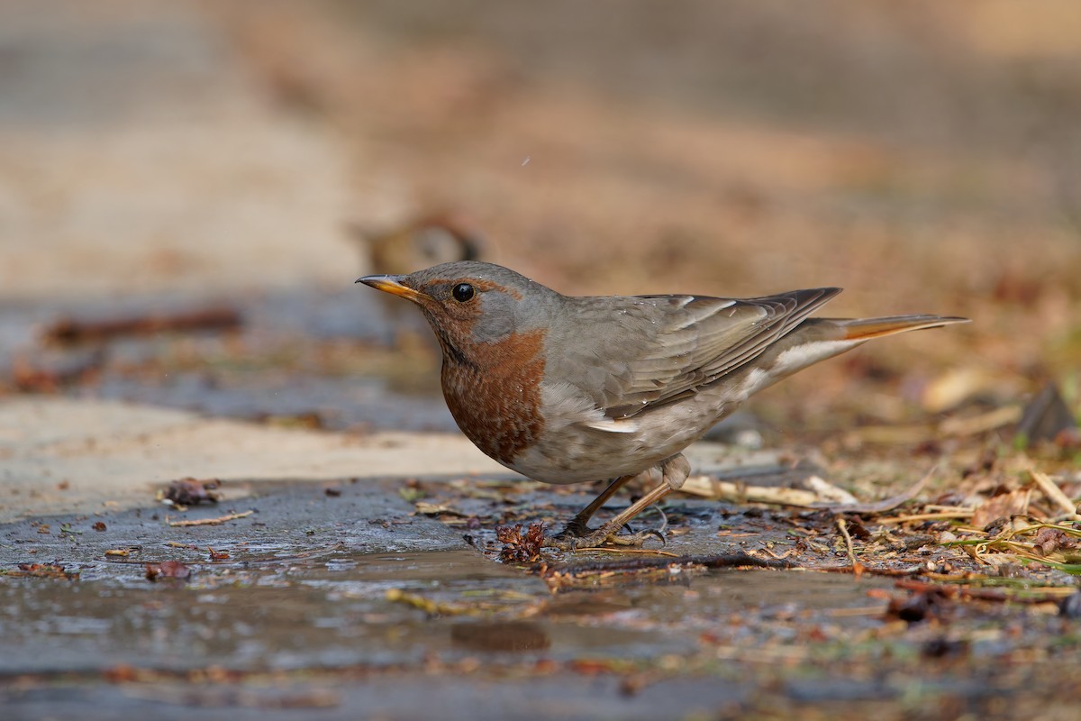 ML631837630 - Red-throated Thrush - Macaulay Library