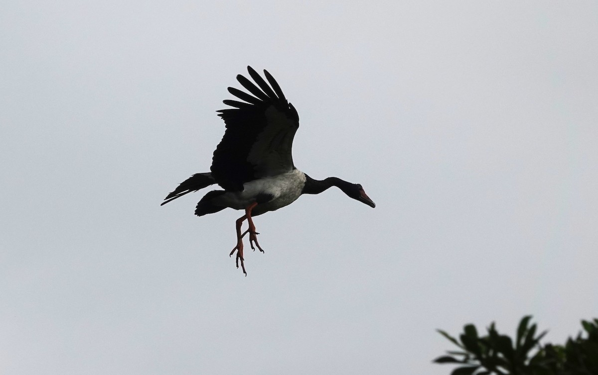 eBird Checklist - 24 Feb 2025 - McDougall Rd, Julatten (at end of ...