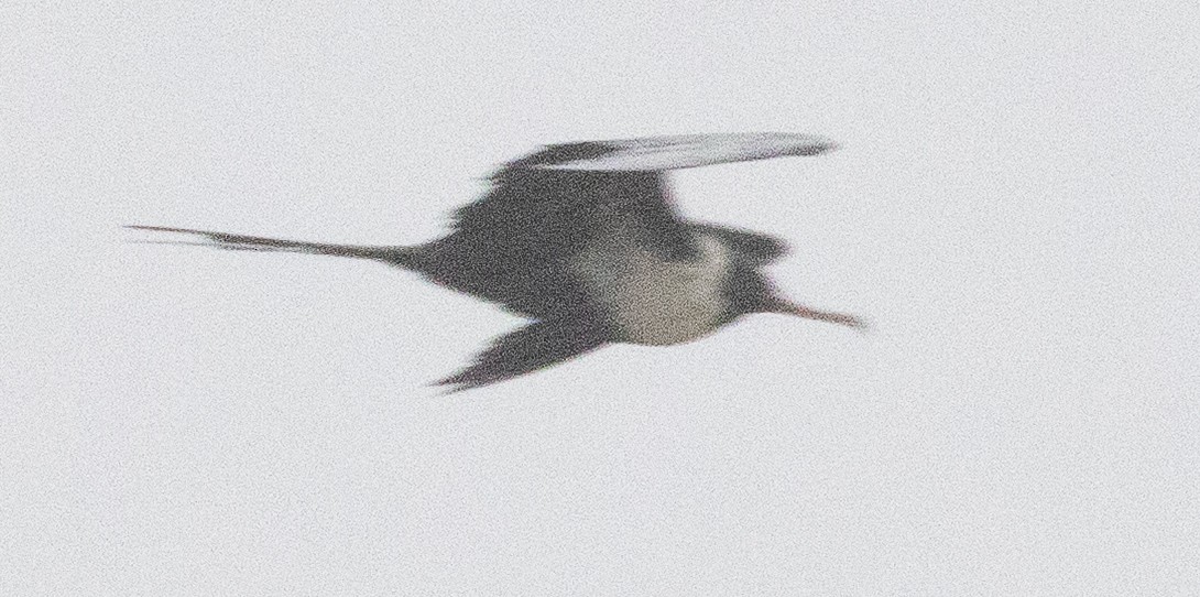 eBird Checklist - 9 Mar 2025 - Razorback lookout - 2 species