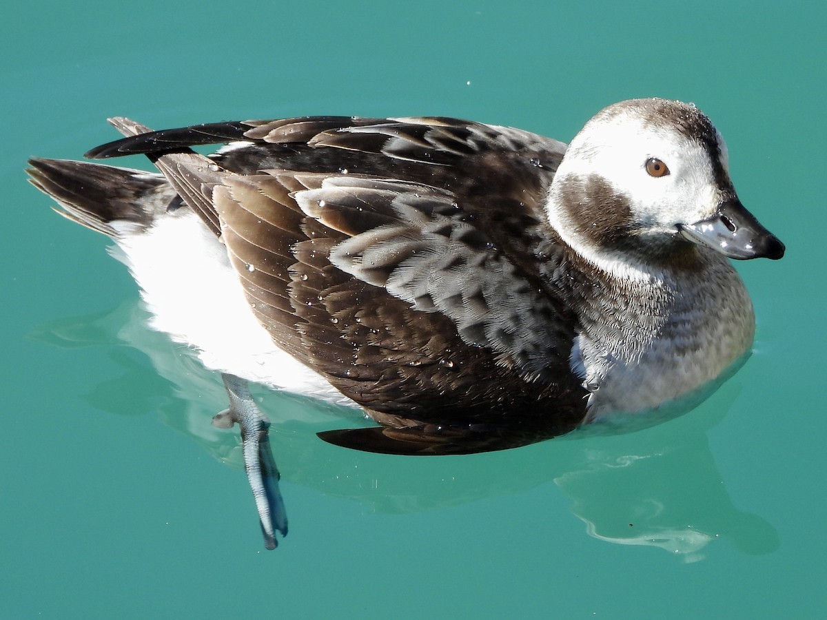 ML631846028 - Long-tailed Duck - Macaulay Library