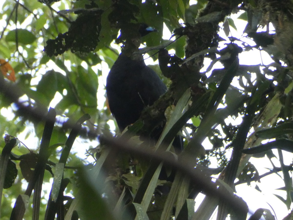 Wattled Guan - Aburria aburri - Media Search - Macaulay Library and eBird