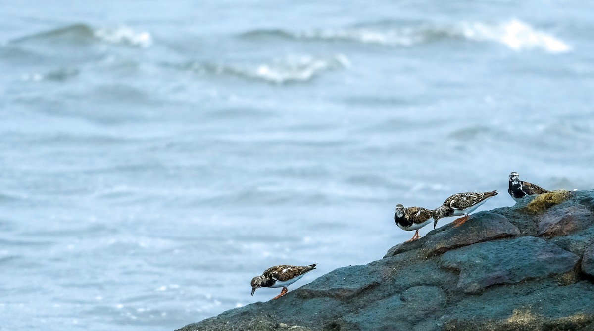 eBird Checklist - 9 Mar 2025 - Brighton Park/Decker Park (Brighton ...