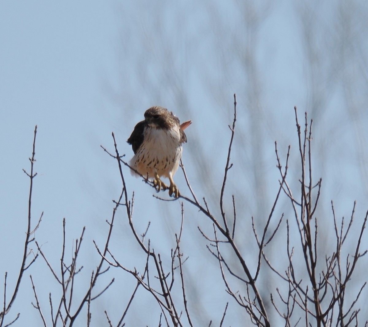 eBird Checklist - 9 Mar 2025 - Yale Ave. / 78th St. /Yancy Ave. area ...