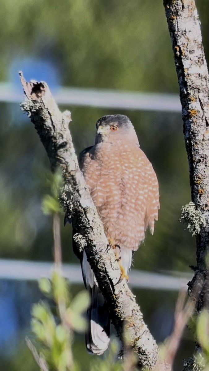eBird Checklist - 9 Mar 2025 - EBMUD--Valle Vista Staging Area (permit ...