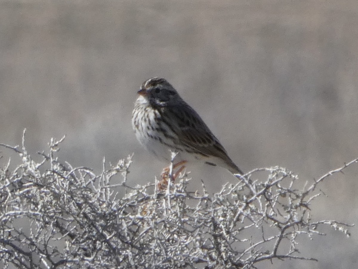 eBird Checklist - 9 Mar 2025 - Nine Rd, Mack US-CO - 4 species