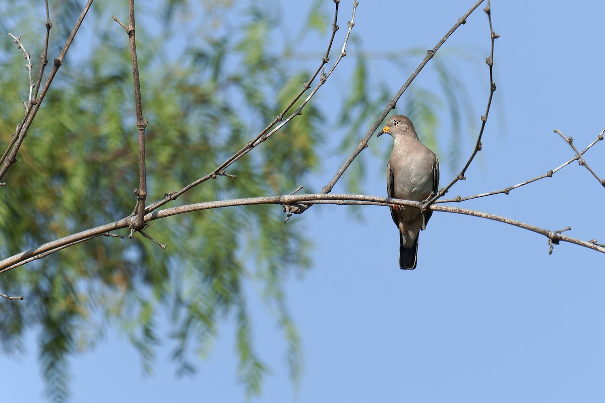 eBird Checklist - 9 Mar 2025 - Universidad Nacional Agraria La Molina ...
