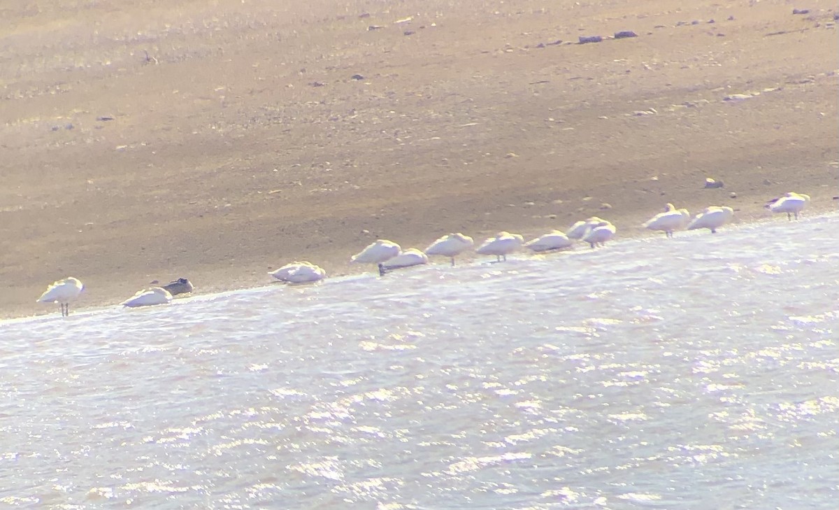 eBird Checklist - 9 Mar 2025 - Spruce Run Recreation Area - 30 species ...