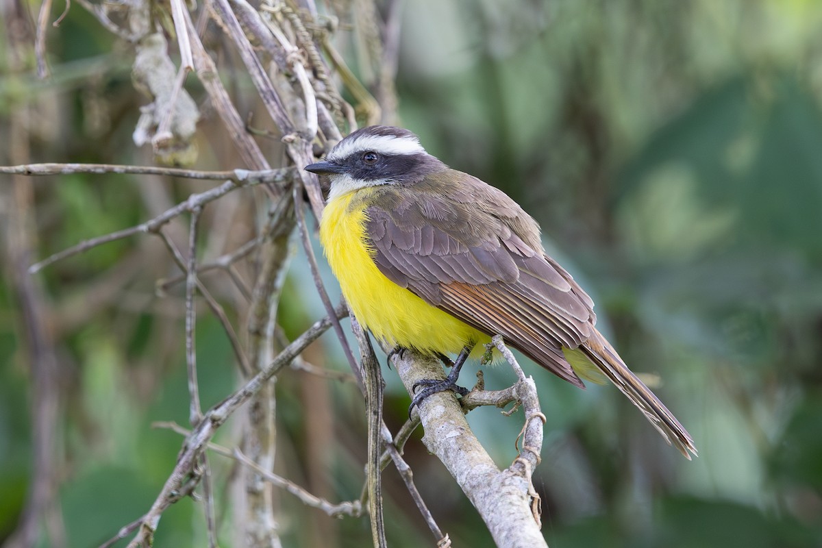 eBird Checklist - 16 Feb 2025 - Finca La Araucana - 33 species