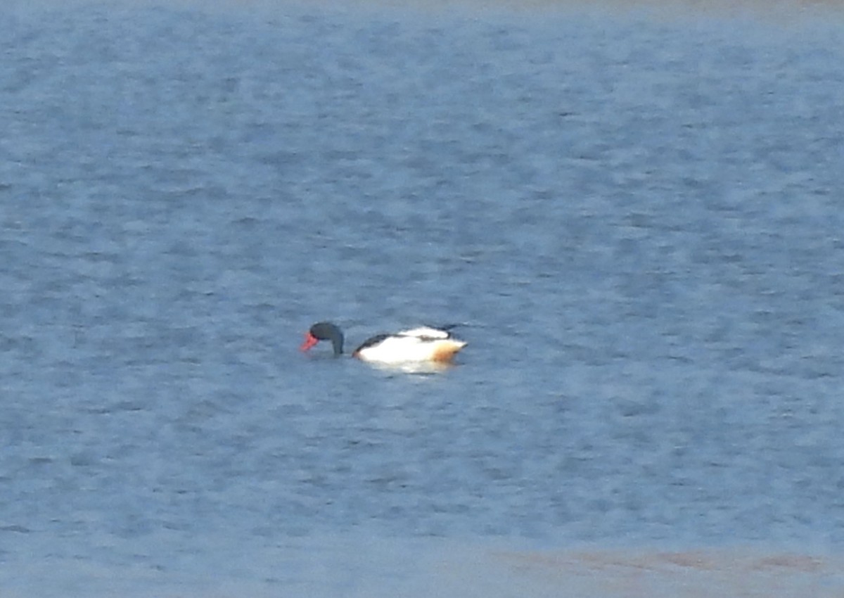 eBird Checklist - 9 Mar 2025 - Weetslade Country Park NWT NR - 29 species
