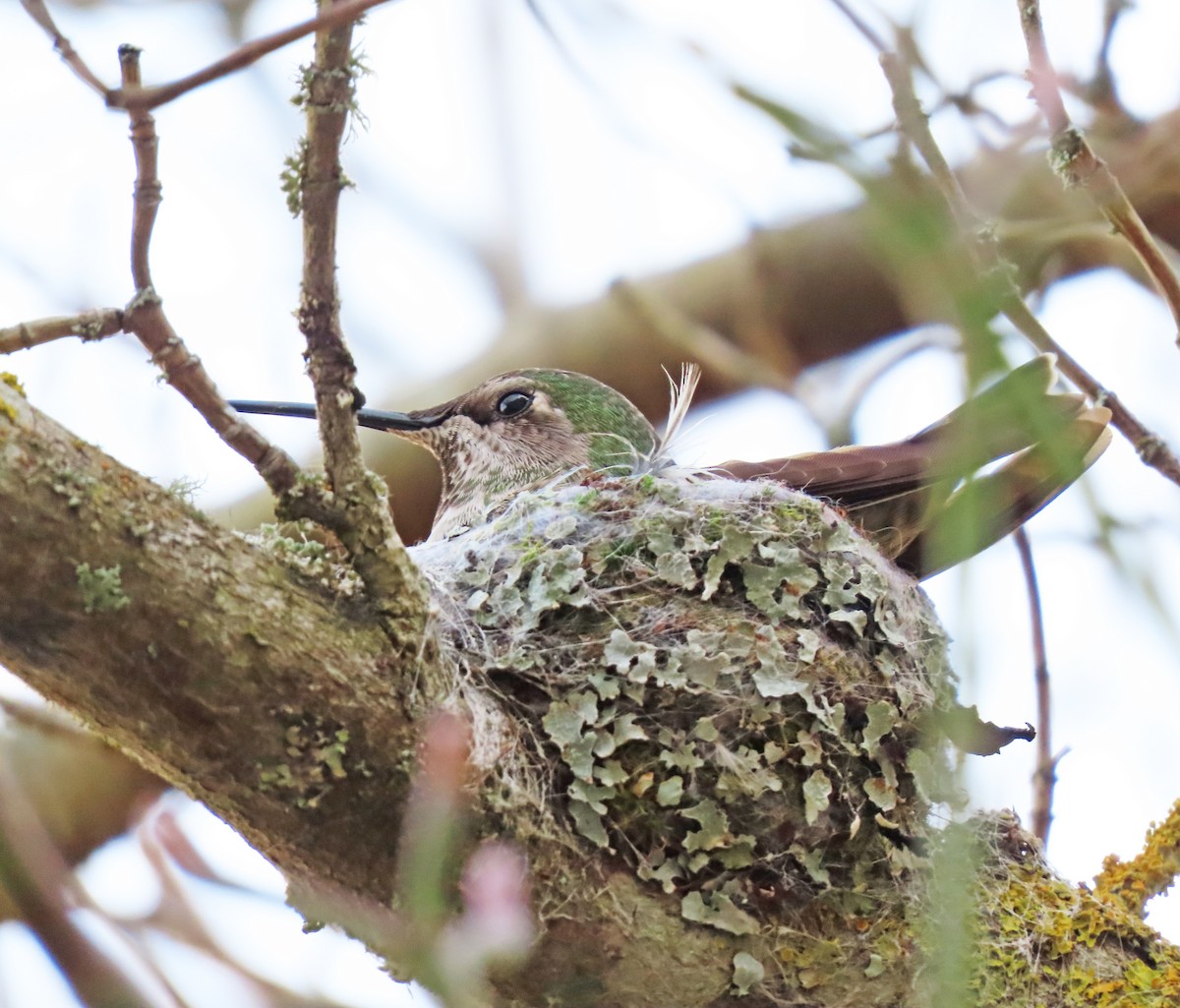 eBird Checklist - 9 Mar 2025 - Dallas Retirement Village - 8 species