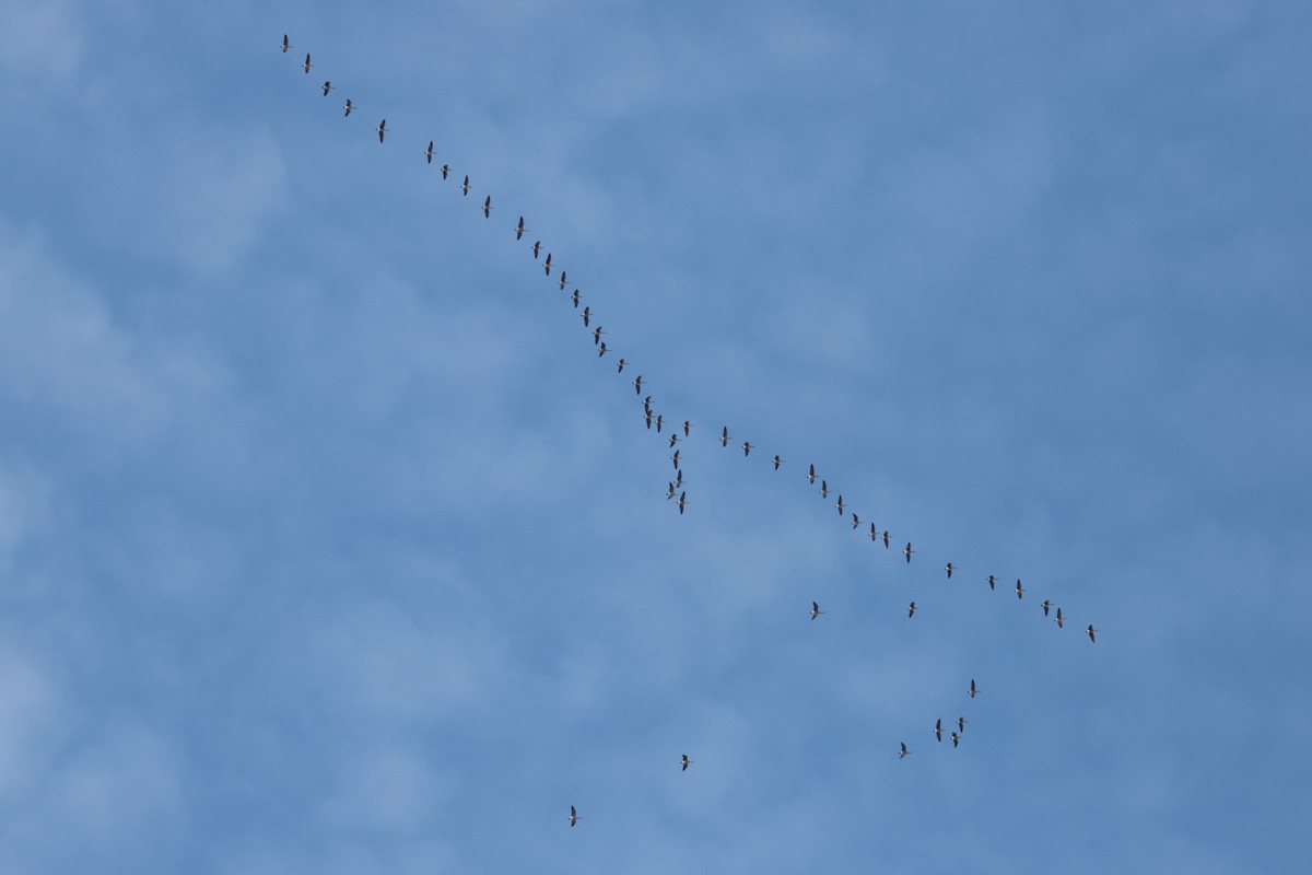 Pennsylvania Bird Atlas Checklist - 9 Mar 2025 - 399 Upper Georges Valley Rd, Spring Mills US-PA ...