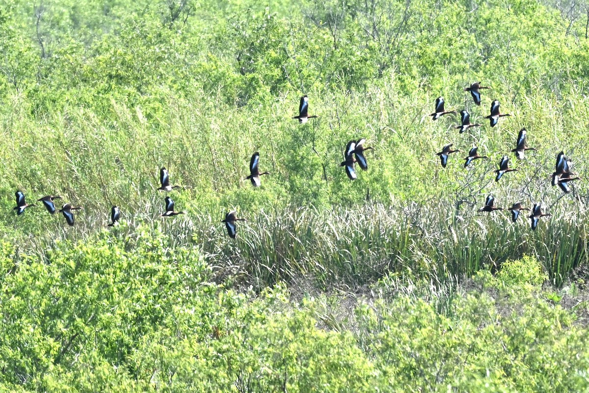 eBird Checklist - 8 Mar 2025 - Belle Glade Marina & Torry Island - 51 ...