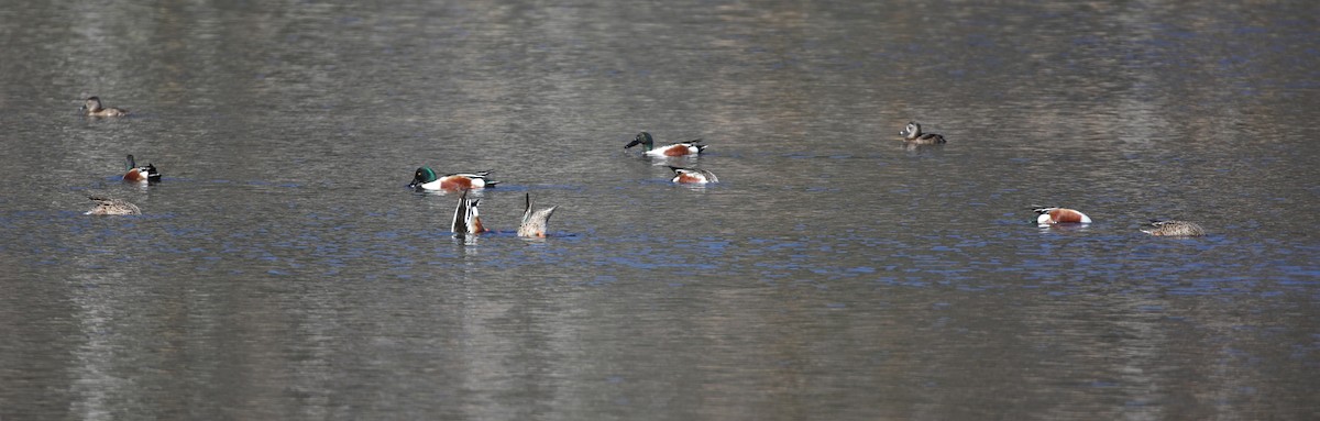 eBird Checklist - 9 Mar 2025 - Phinizy Swamp Nature Park - 50 species