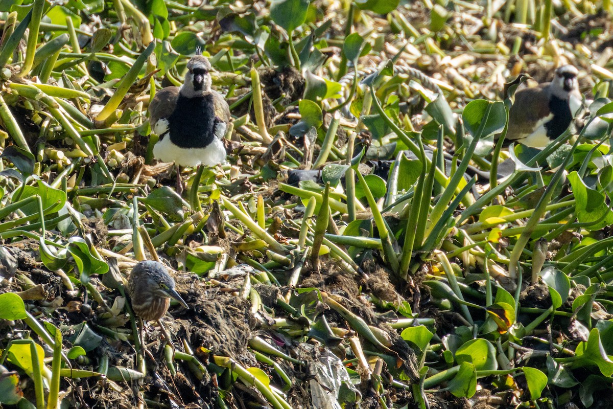 eBird Checklist - 9 Mar 2025 - Humedal Tibabuyes o Juan Amarillo - 21 ...