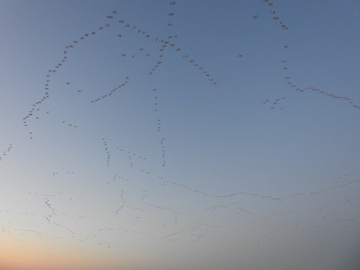 eBird Checklist - 9 Mar 2025 - Merced NWR (Please use a more specific ...