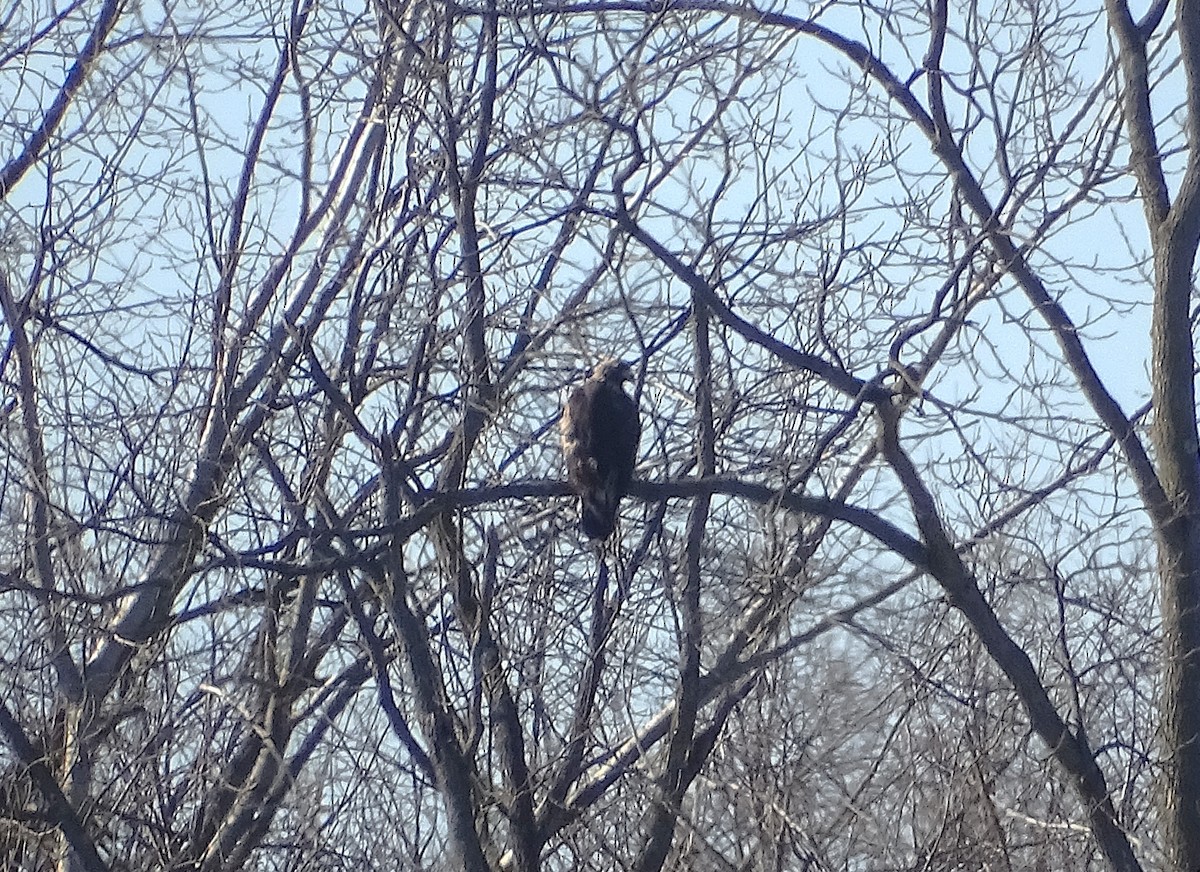 eBird Checklist - 9 Mar 2025 - Prairie Lane Wetlands (historical) - 10 ...
