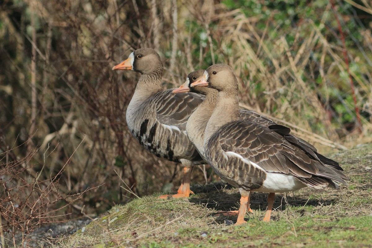 eBird Checklist - 5 Mar 2025 - Reifel Bird Sanctuary - 37 species