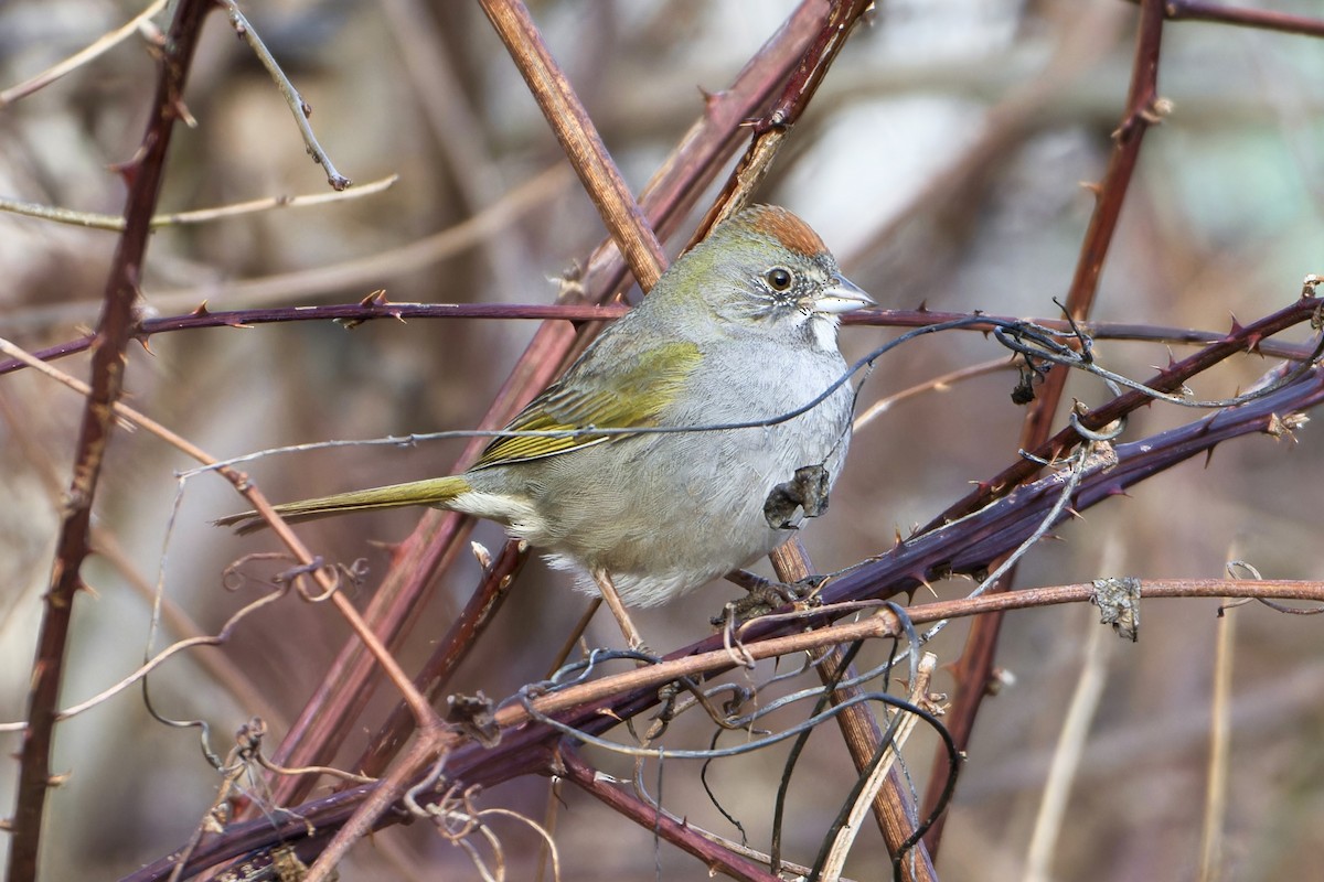 eBird Checklist - 9 Mar 2025 - Avalonia--Moore Woods - 20 species
