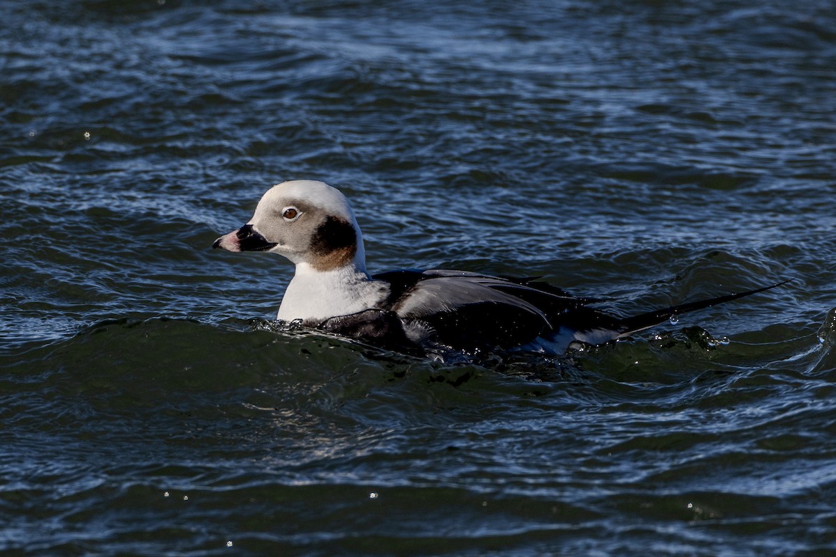 ML631894554 - Long-tailed Duck - Macaulay Library