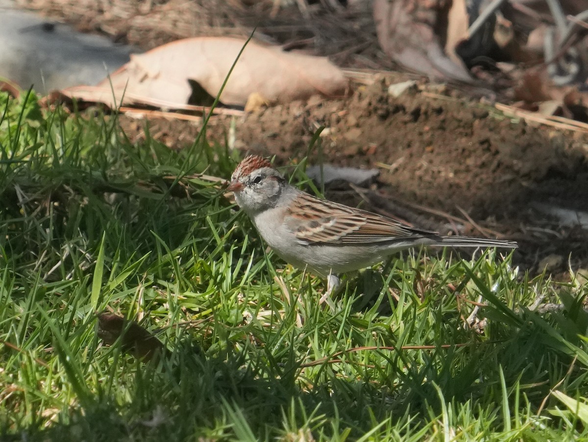 eBird Checklist - 8 Mar 2025 - Knollcrest Park, Irvine - 34 species