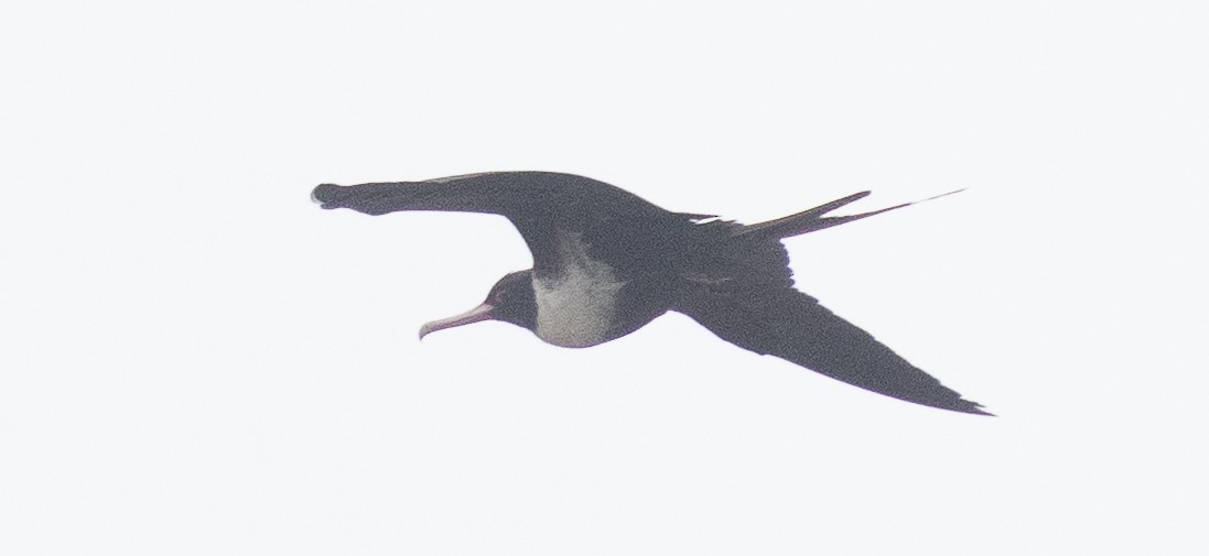 eBird Checklist - 10 Mar 2025 - Razorback lookout - 5 species