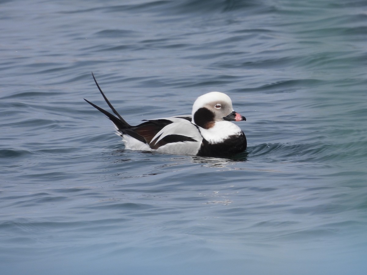 eBird Checklist - 9 Mar 2025 - 別海町--尾岱沼漁港 (Betsukai--Odaito Fishing ...