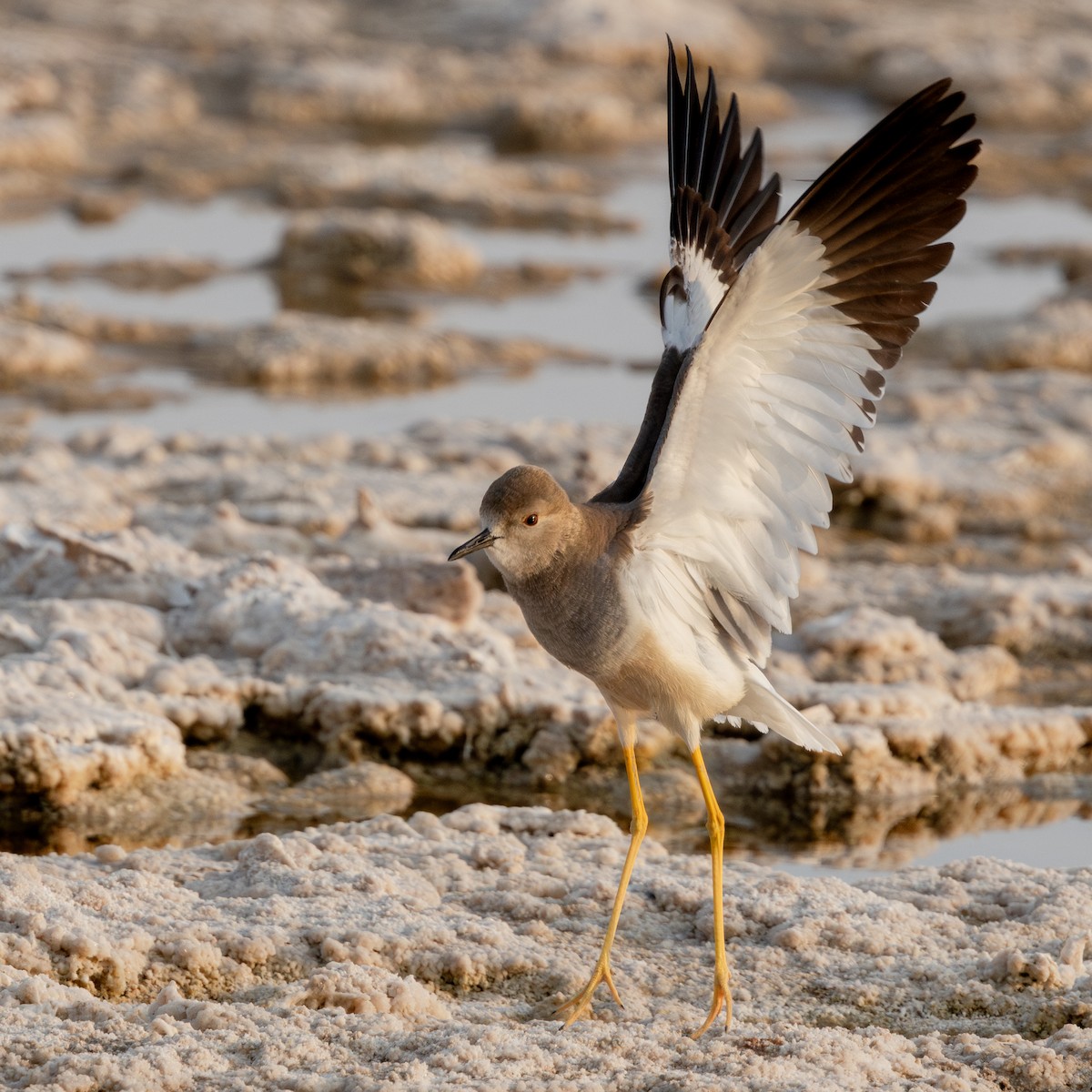 eBird Checklist - 8 Mar 2025 - Eilat--KM20 Flamingo Pools בריכות המלח ק ...