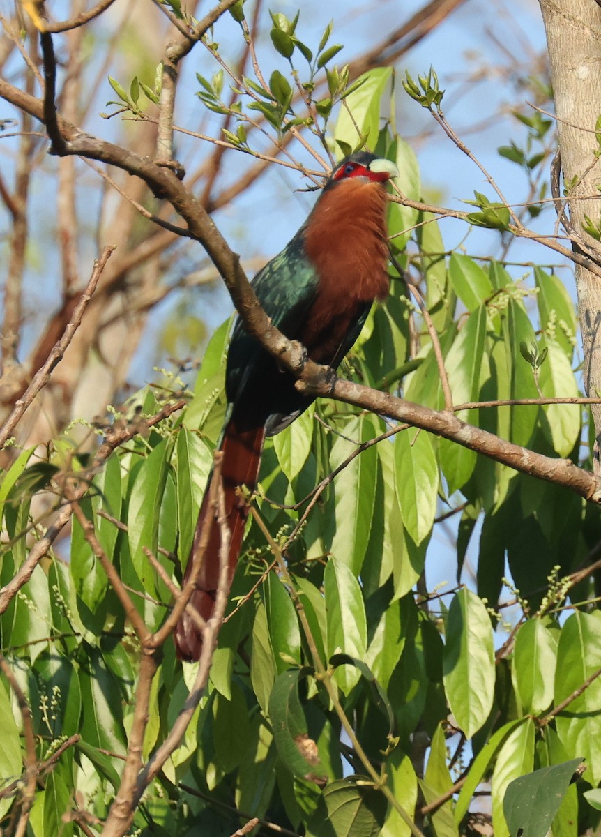 ML631906182 - Chestnut-breasted Malkoha - Macaulay Library
