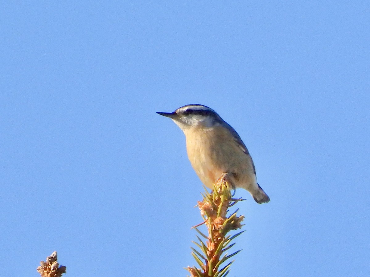 ML631910217 - Red-breasted Nuthatch - Macaulay Library