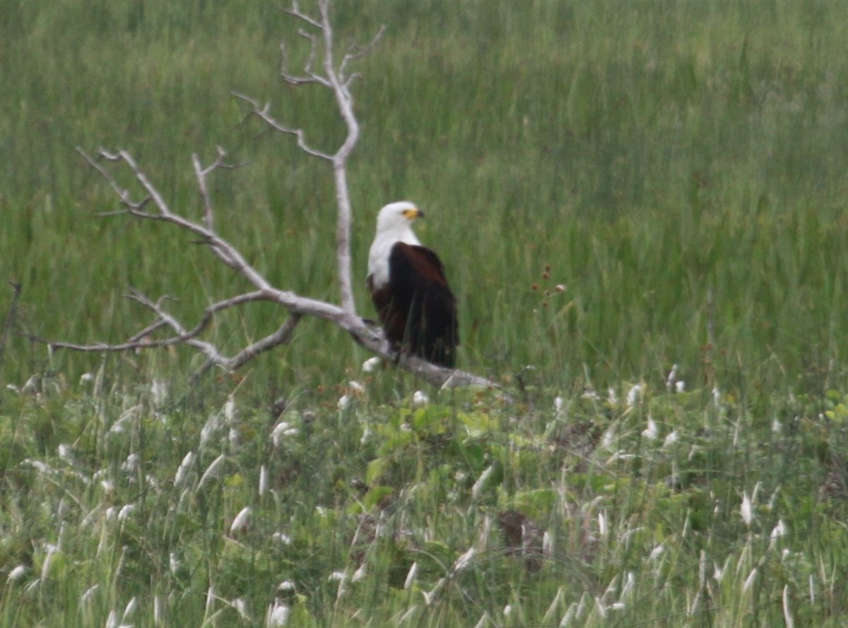 eBird Checklist - 25 Nov 2014 - iSimangaliso WP--Cape Vidal - 9 species