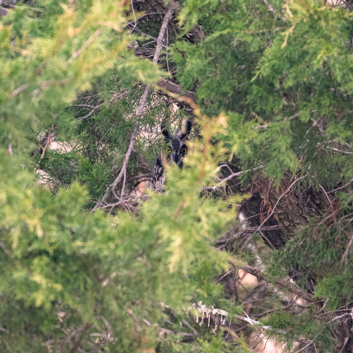 ML631912029 - Long-eared Owl - Macaulay Library