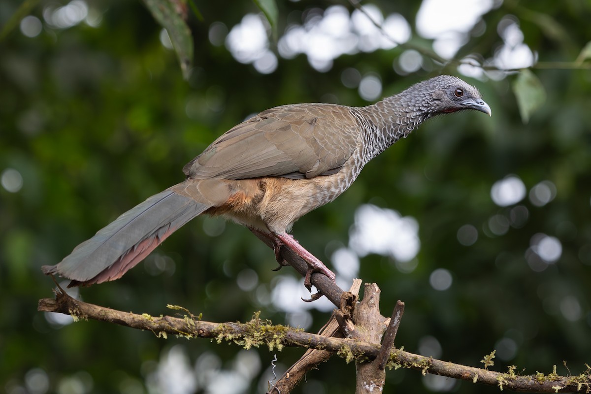 eBird Checklist - 17 Feb 2025 - RNSC San Felipe - 56 species