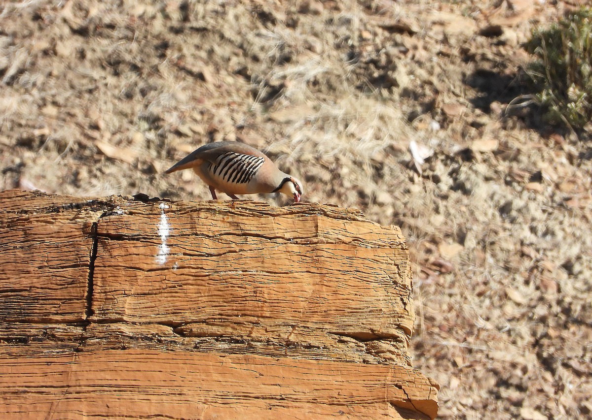 ML631919477 - Chukar - Macaulay Library