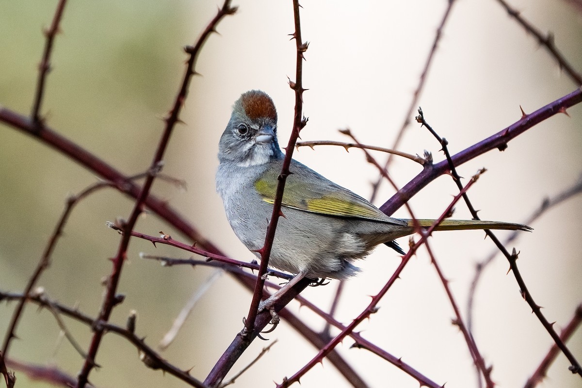 ML631922412 - Green-tailed Towhee - Macaulay Library