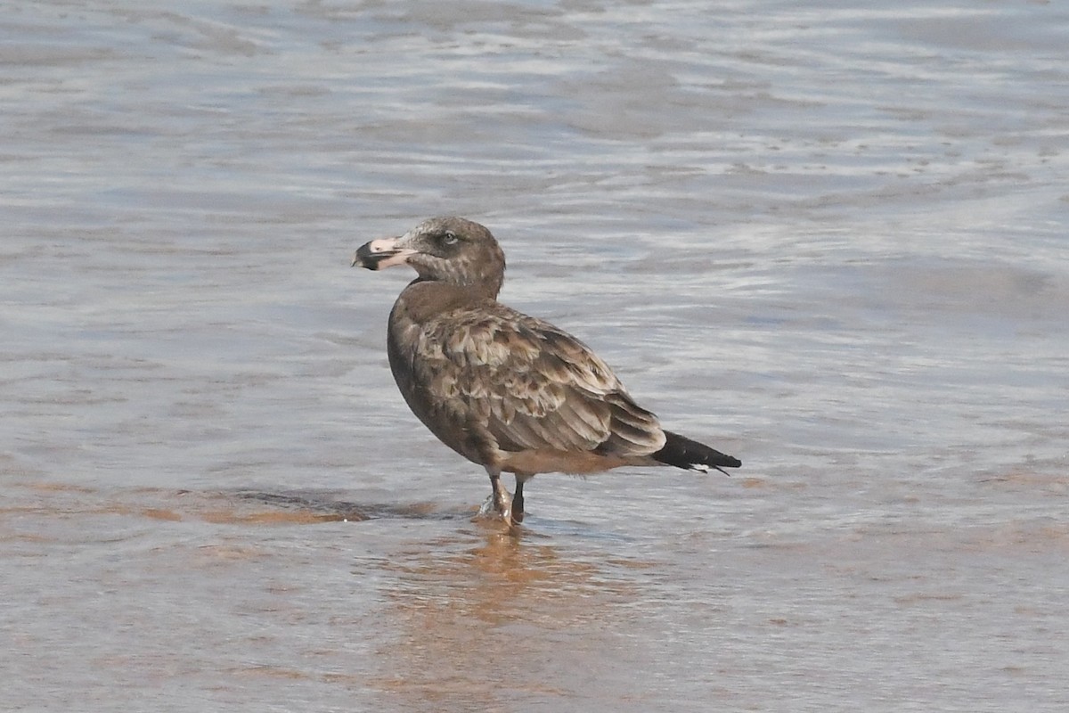 eBird Checklist - 10 Mar 2025 - Stockyard Point - 21 species