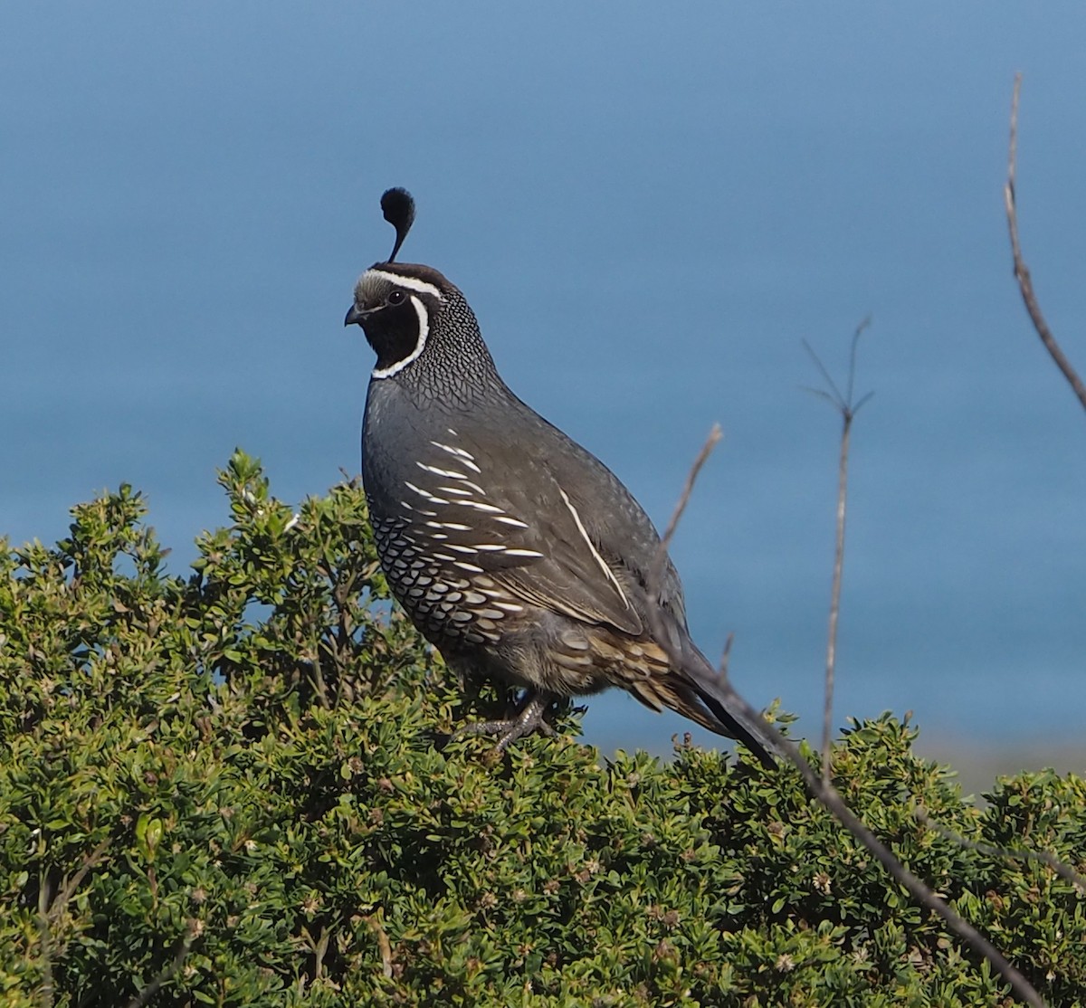 eBird Checklist - 10 Mar 2025 - Pt. Buchon Trail - 29 species